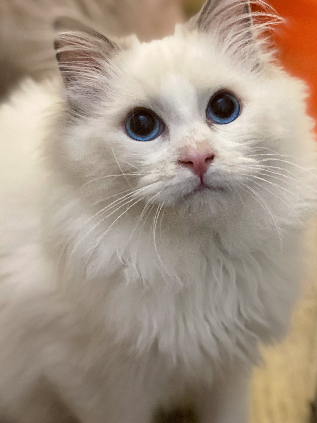 Sweet registered Ragdoll kittens in San Francisco San Jose Bay Area ...