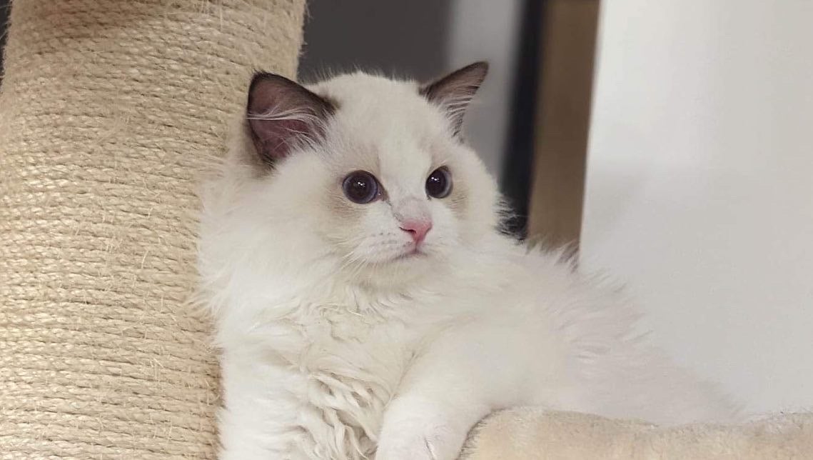 Sweet registered Ragdoll kittens in San Francisco San Jose Bay Area ...